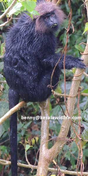 Nilgiri Langur| Kerala Geographic Adventures