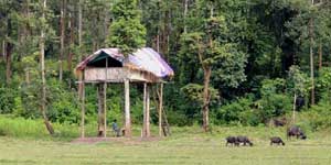 Tree House in Chinnar| Kerala Geographic Adventures